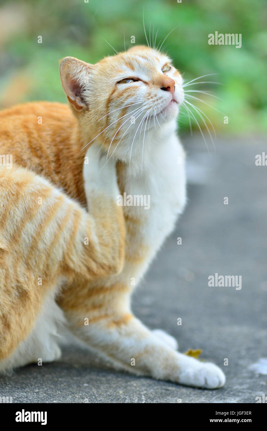 Seating cat hi-res stock photography and images - Alamy