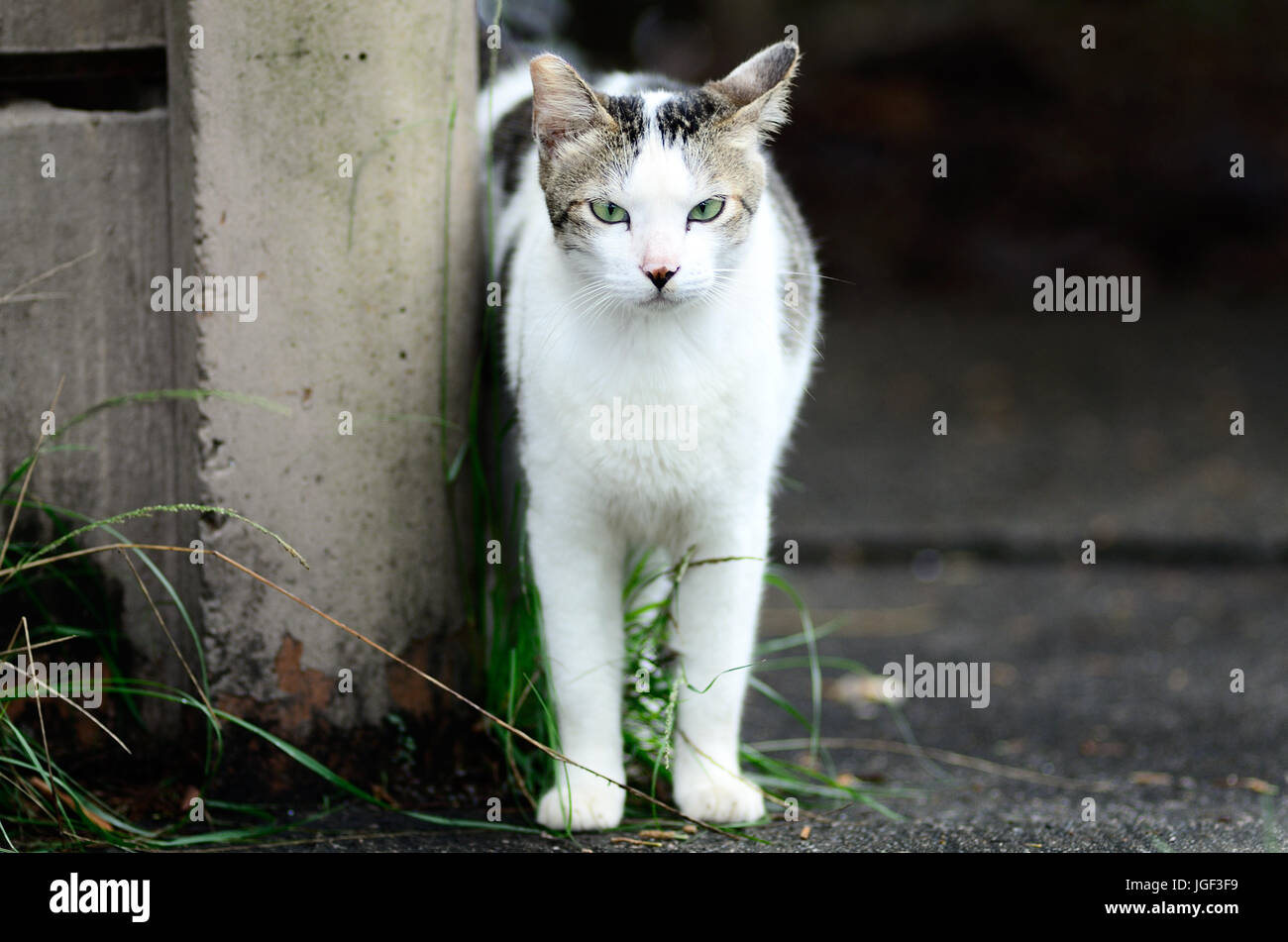 Portrait white cat standing outdoors hi-res stock photography and ...