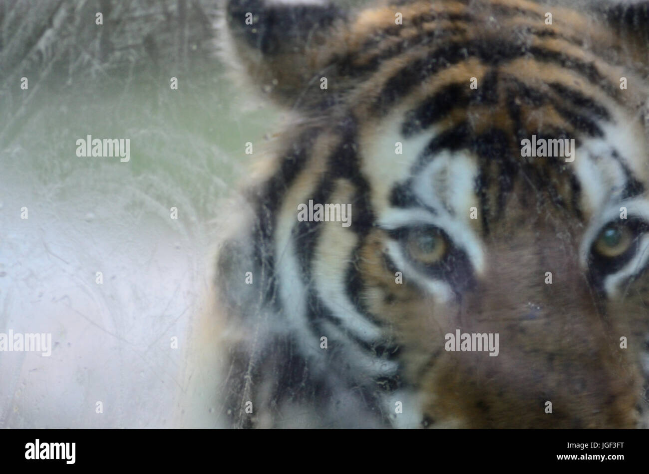 Tiger behind the glass Stock Photo - Alamy