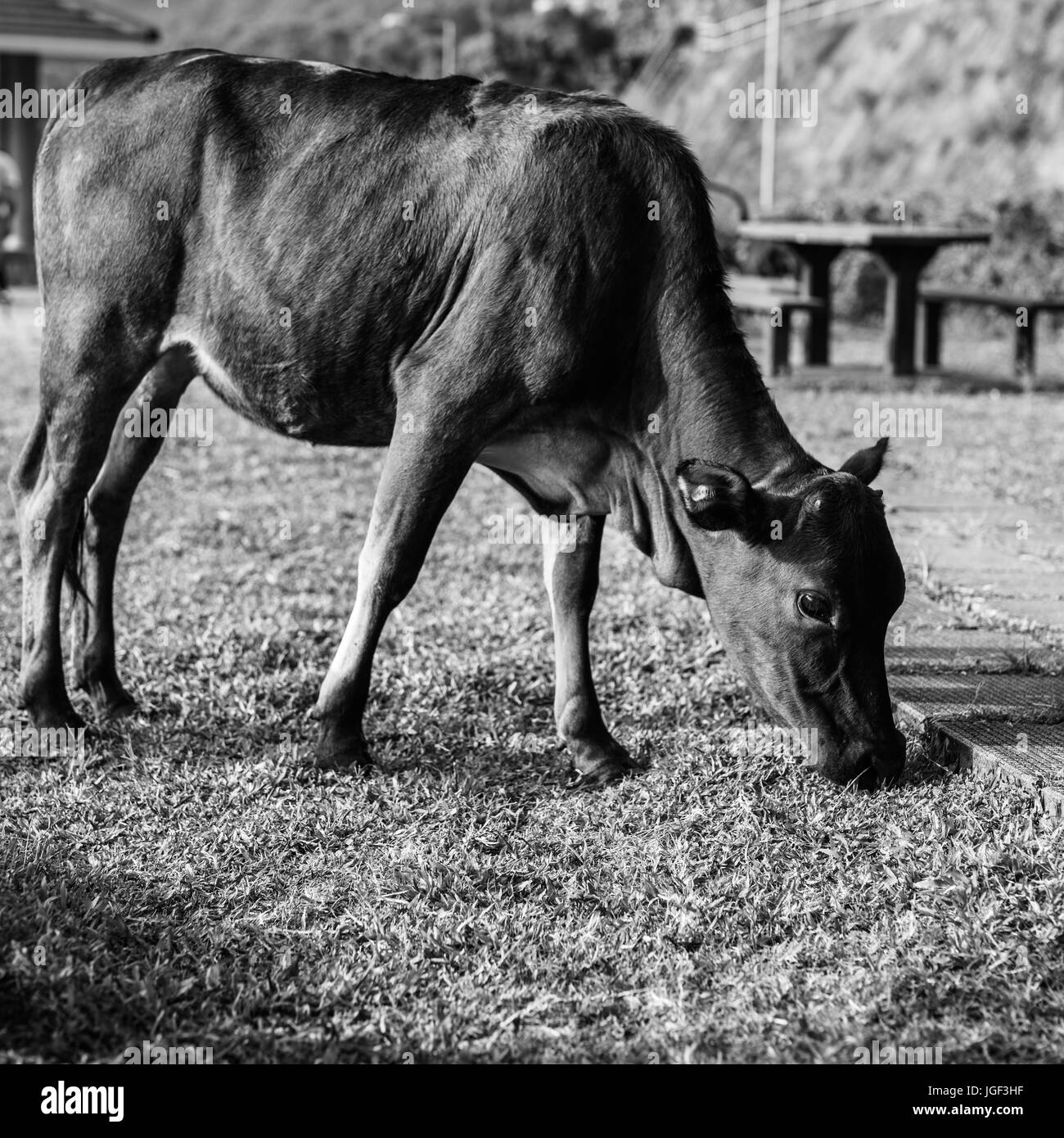 Cultivated cattle after work Stock Photo - Alamy