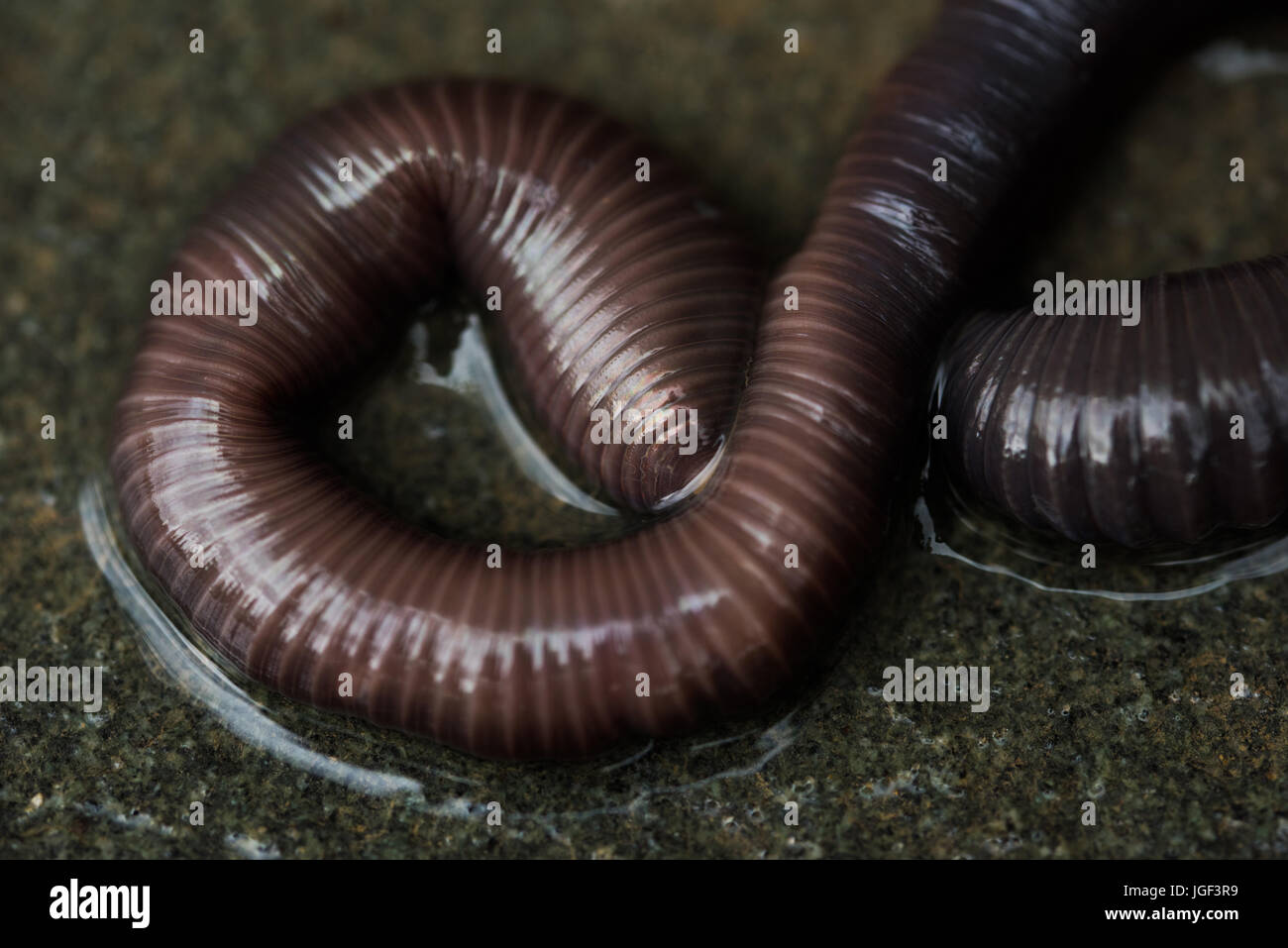 Earthworm on the ground after rain Stock Photo - Alamy