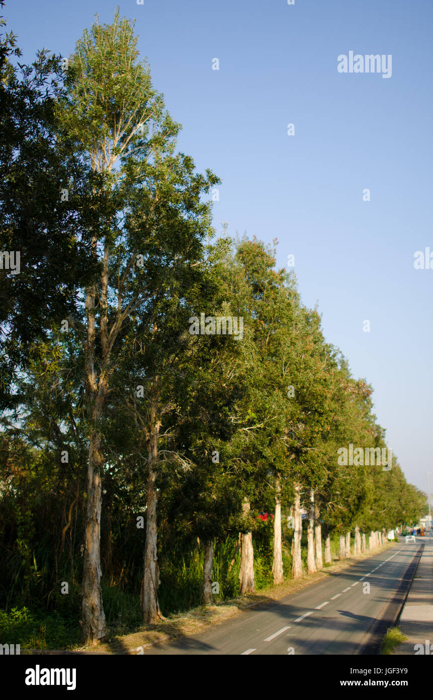 Poplar level hi-res stock photography and images - Alamy