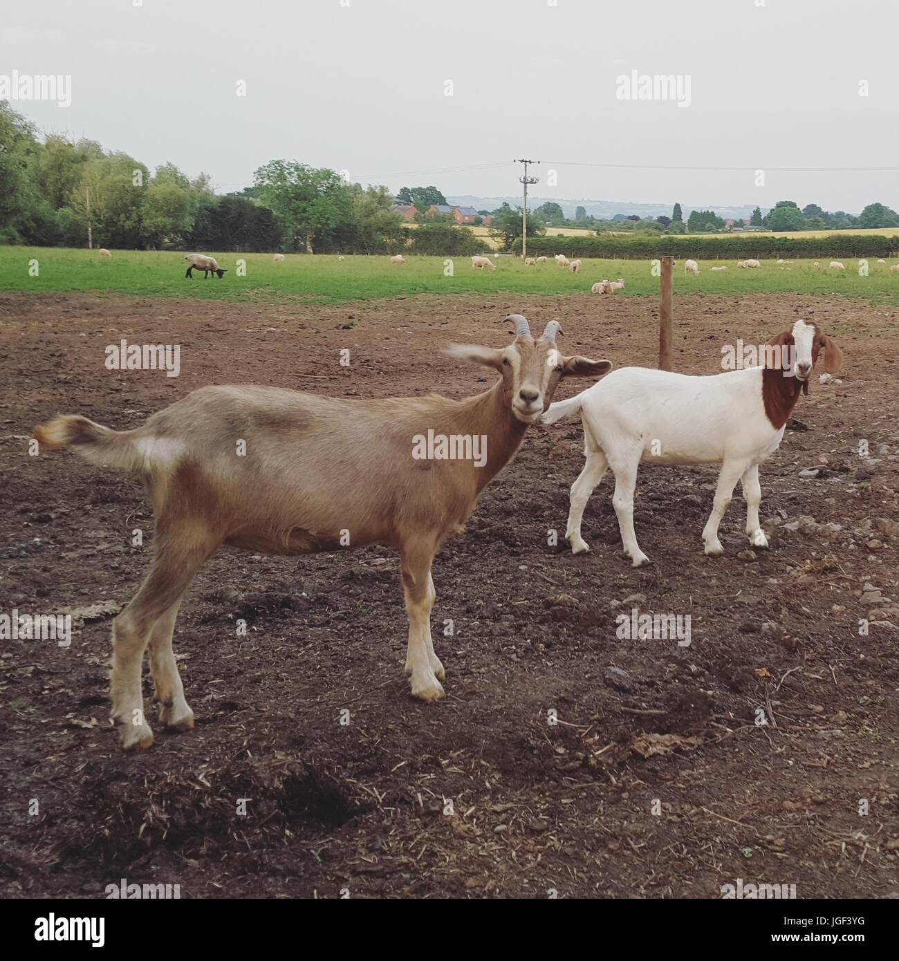 Happy farm hi-res stock photography and images - Alamy