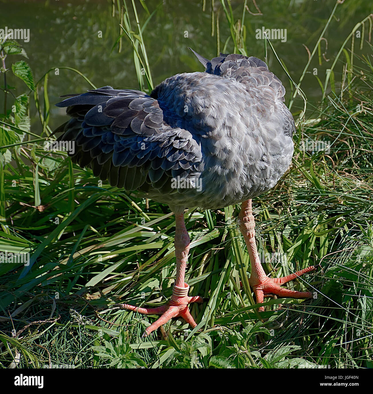 Head under its wing hi-res stock photography and images - Alamy