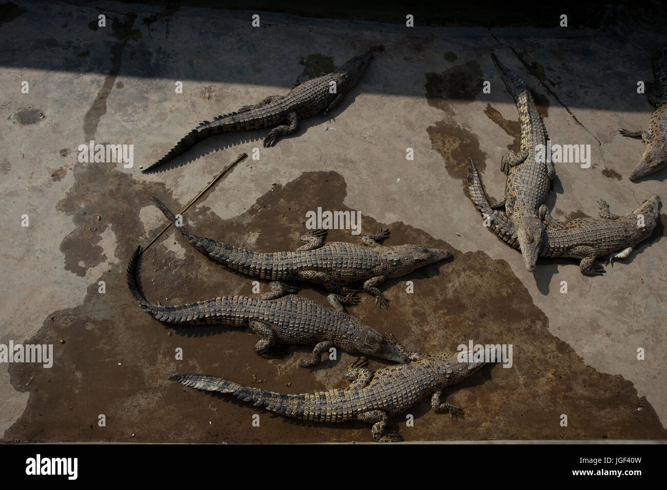 Crocodile breeding centre in the Sunderbans. It was established in ...