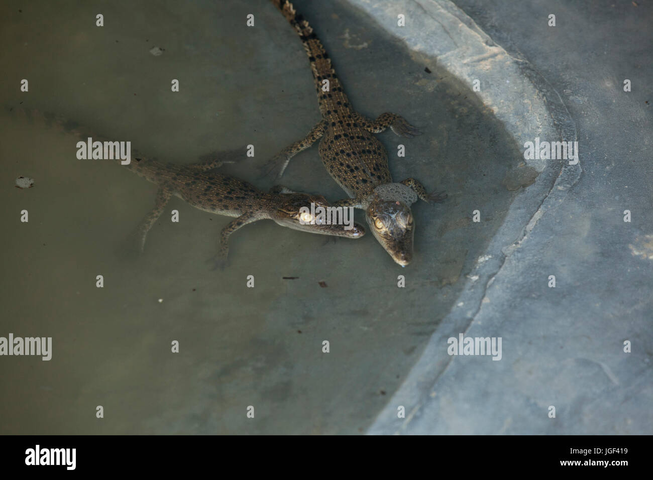Crocodile breeding centre in the Sunderbans. It was established in ...