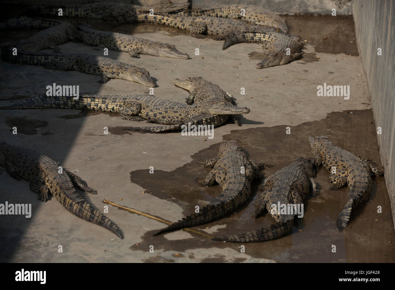Crocodile breeding centre in the Sunderbans. It was established in ...