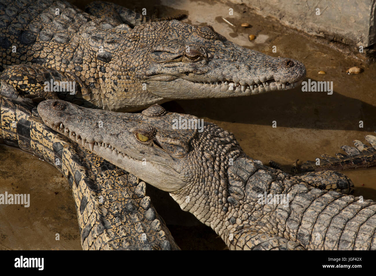 Crocodile breeding centre in the Sunderbans. It was established in ...
