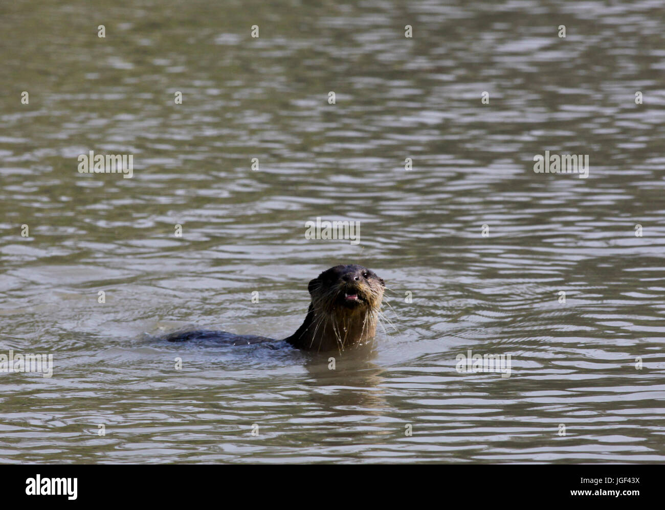 Otter locally called Udbiral at the Sundarbans, a UNESCO World Heritage ...
