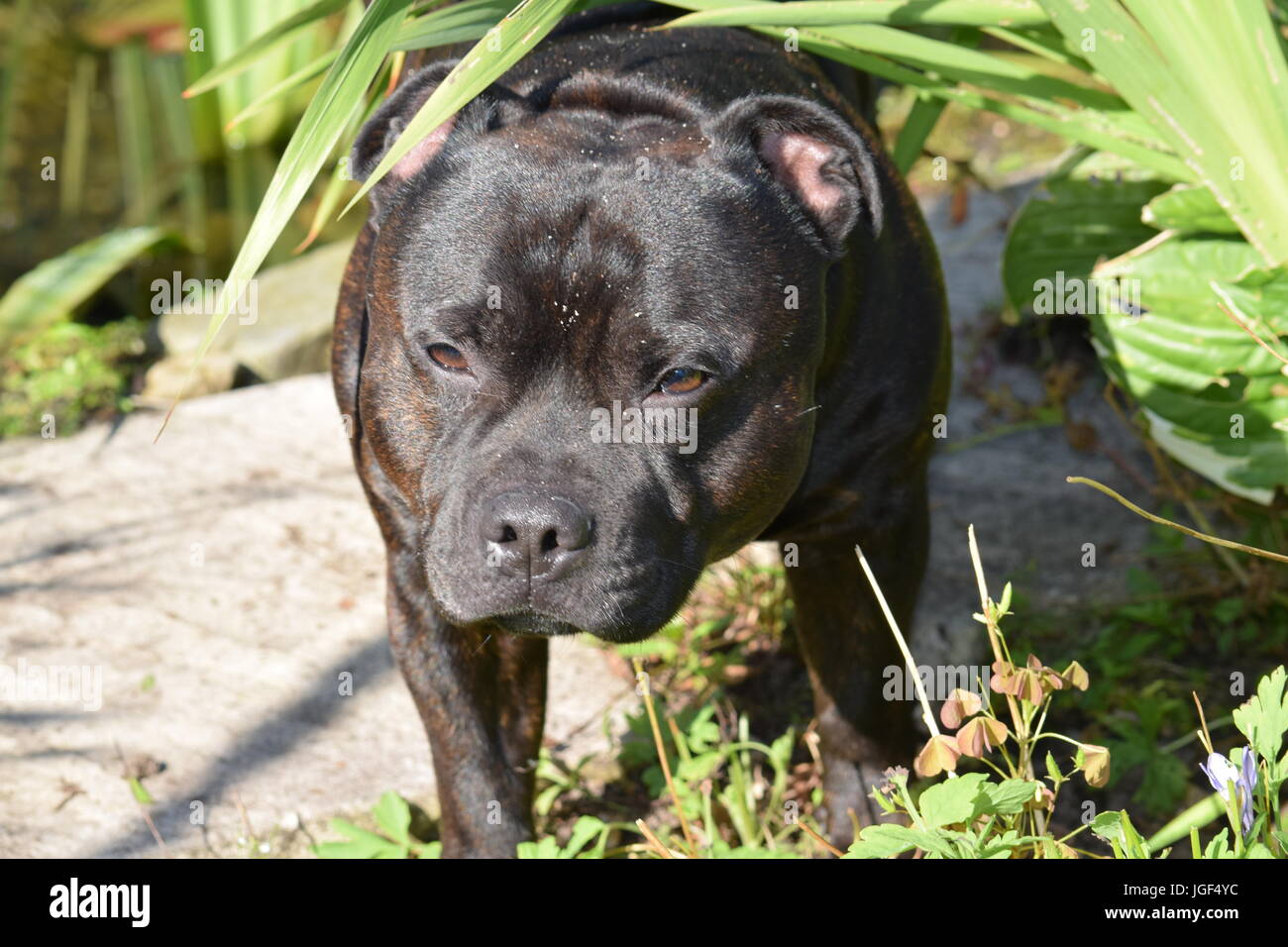 Staffie on a path Stock Photo - Alamy