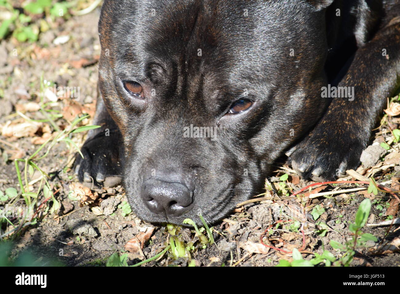 Staffie head and paws Stock Photo - Alamy