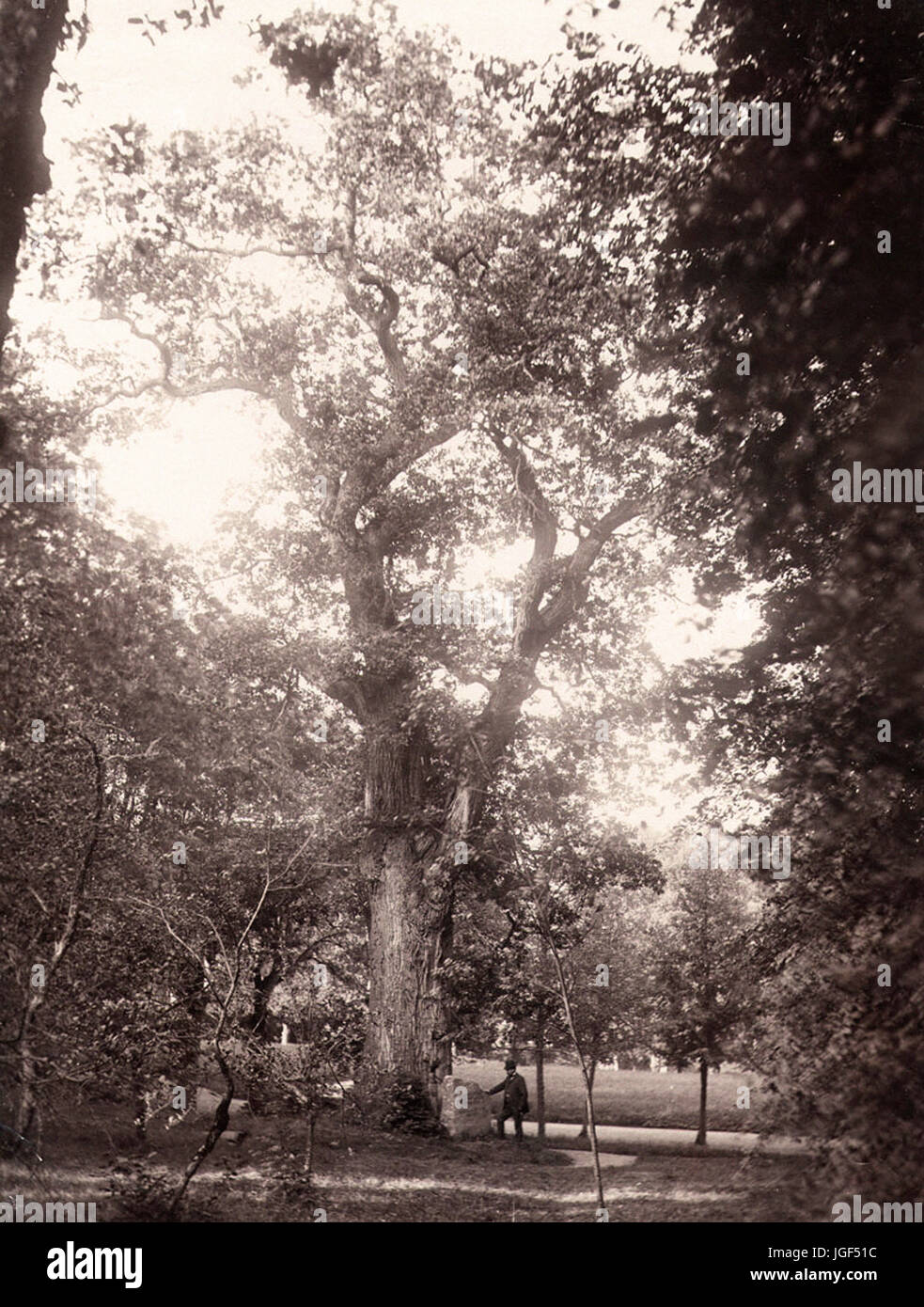 Carl Curman - King Gustav Vasa oak at Rydboholm Castle park, Sweden ...