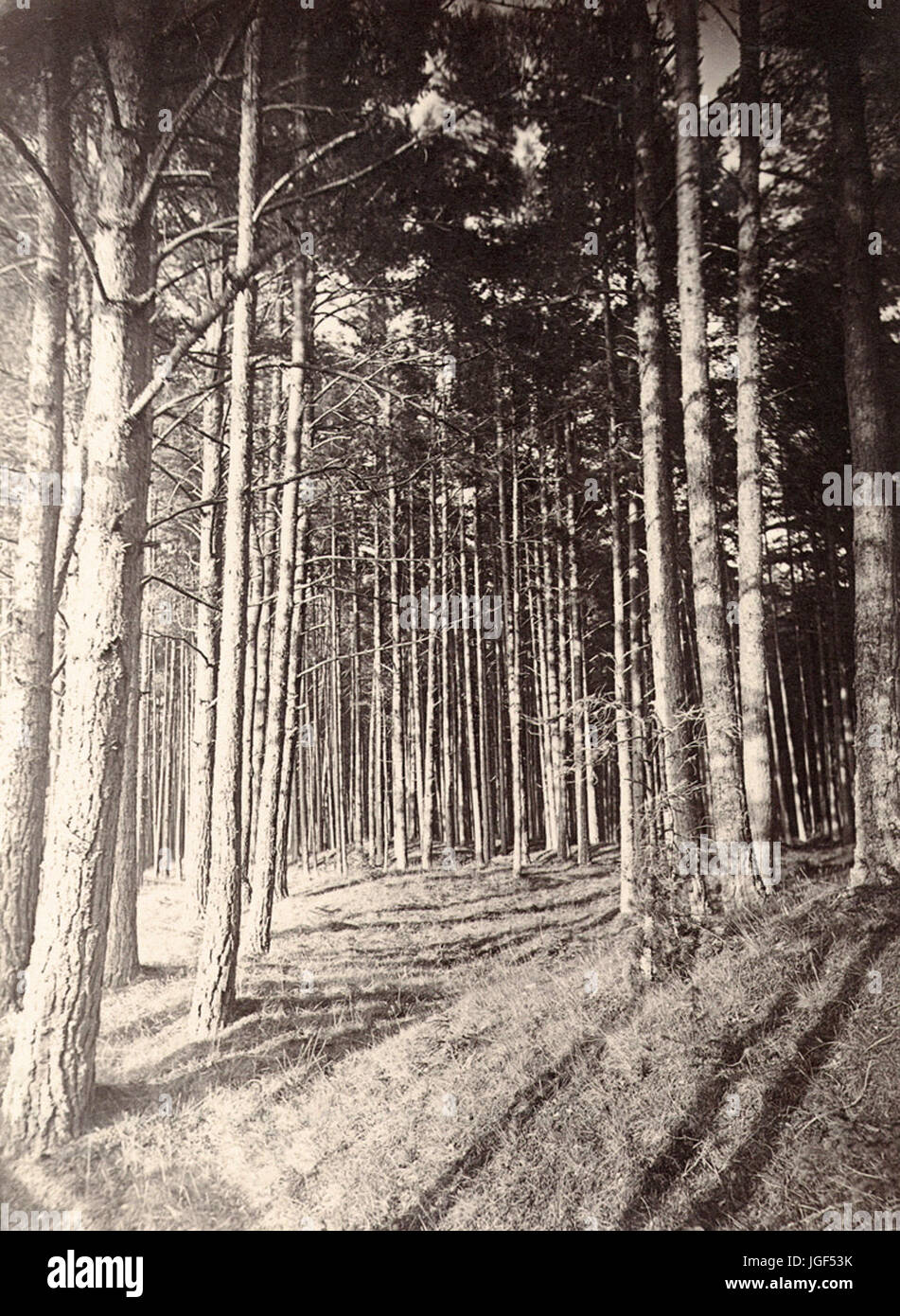 Carl Curman - Pine forest, Visings u00f6 island, Sweden Stock Photo - Alamy