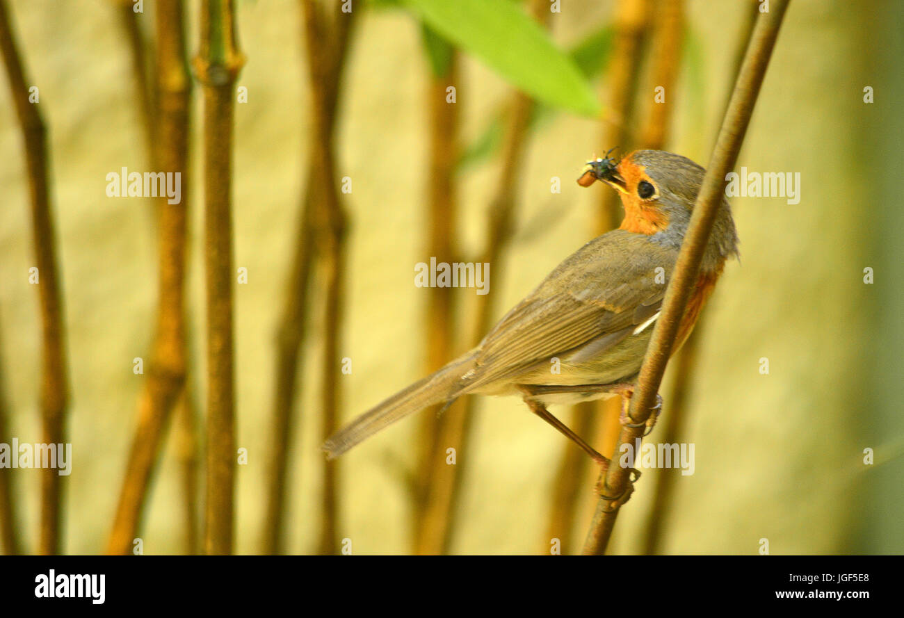 Young robins hi-res stock photography and images - Alamy