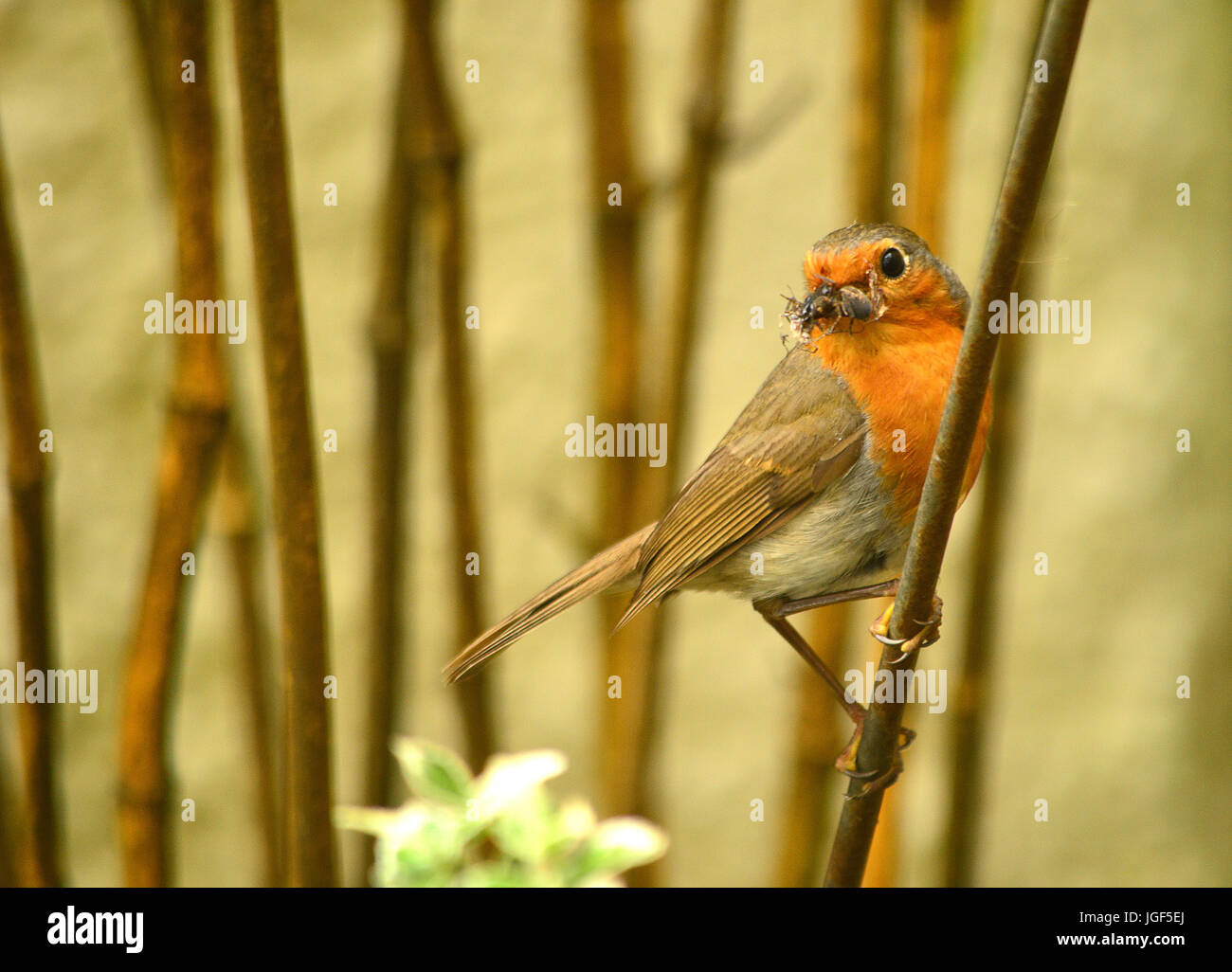 Robins with food for young Stock Photo - Alamy