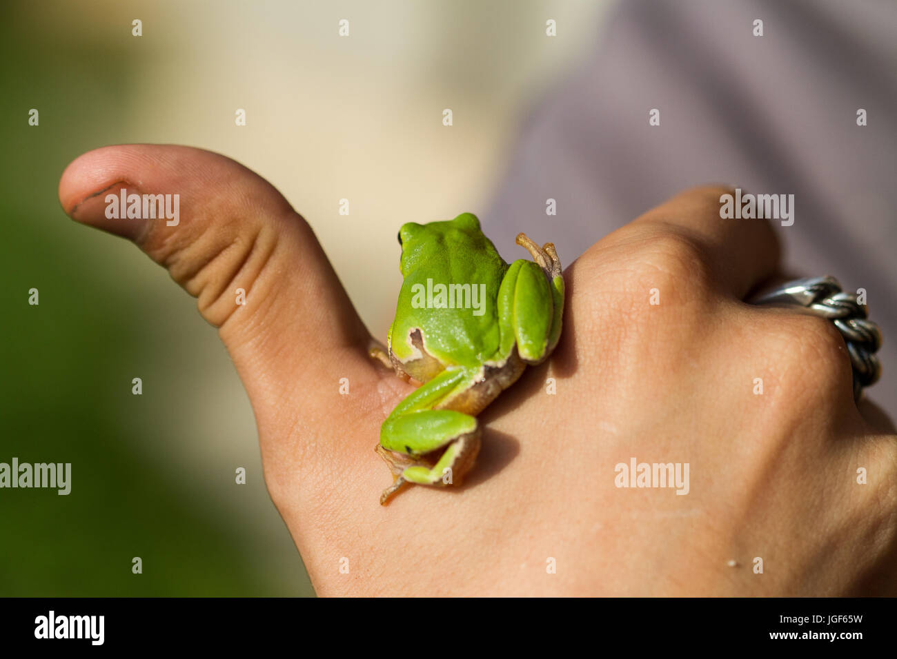 A beautiful green frog sitting on a hand Stock Photo - Alamy