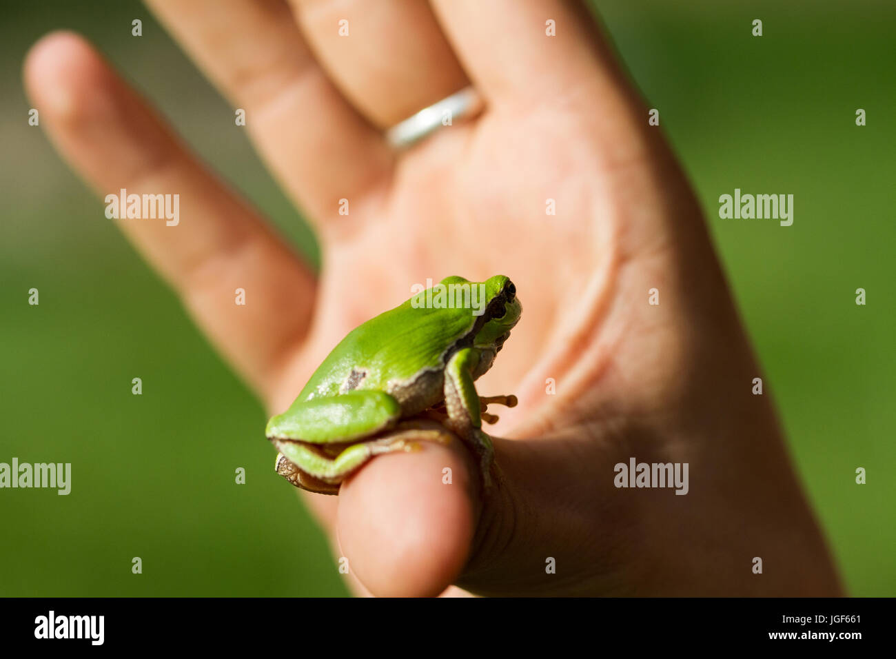 A beautiful green frog sitting on a hand Stock Photo - Alamy