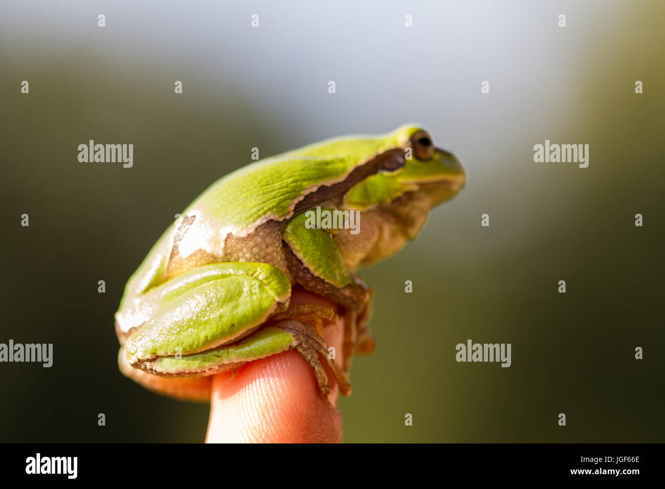 A beautiful green frog sitting on a hand Stock Photo - Alamy