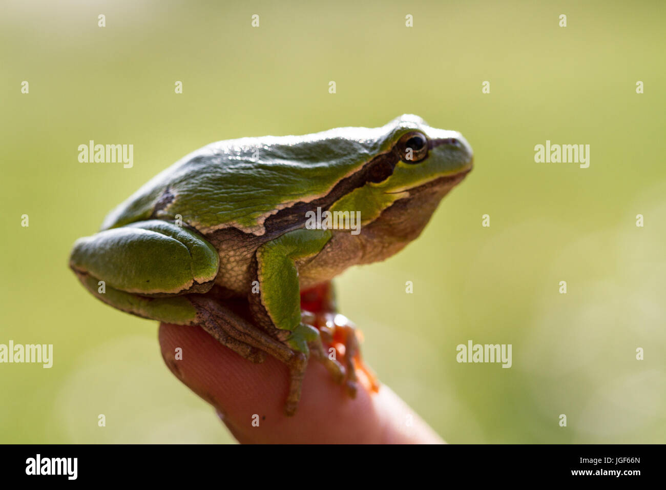 A beautiful green frog sitting on a hand Stock Photo - Alamy