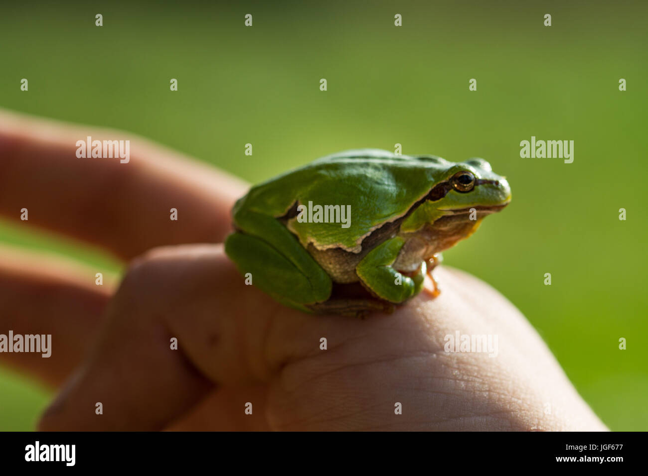 A beautiful green frog sitting on a hand Stock Photo - Alamy