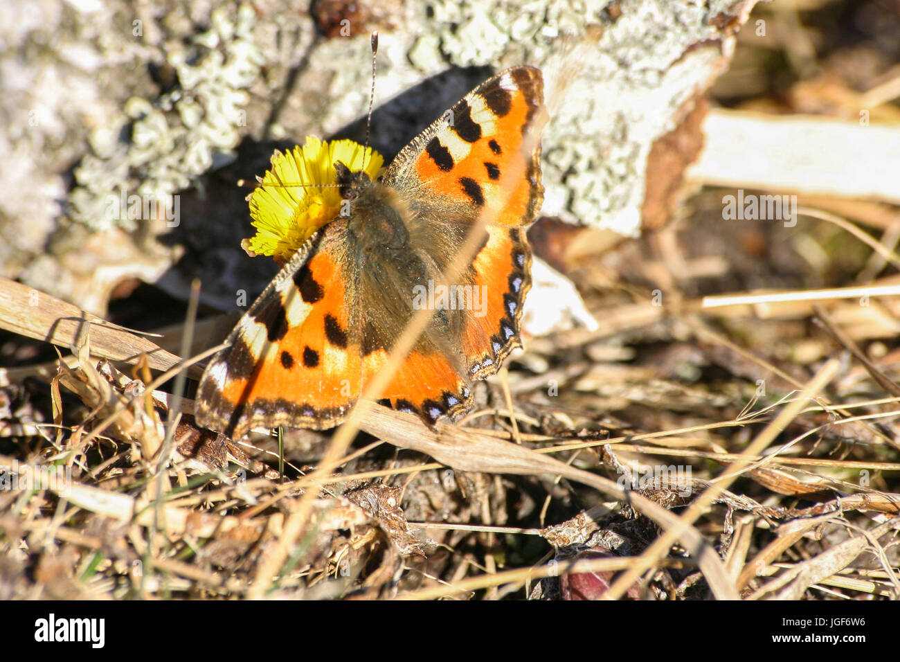 A beautiful colorful butterfly on a spring flower Stock Photo - Alamy
