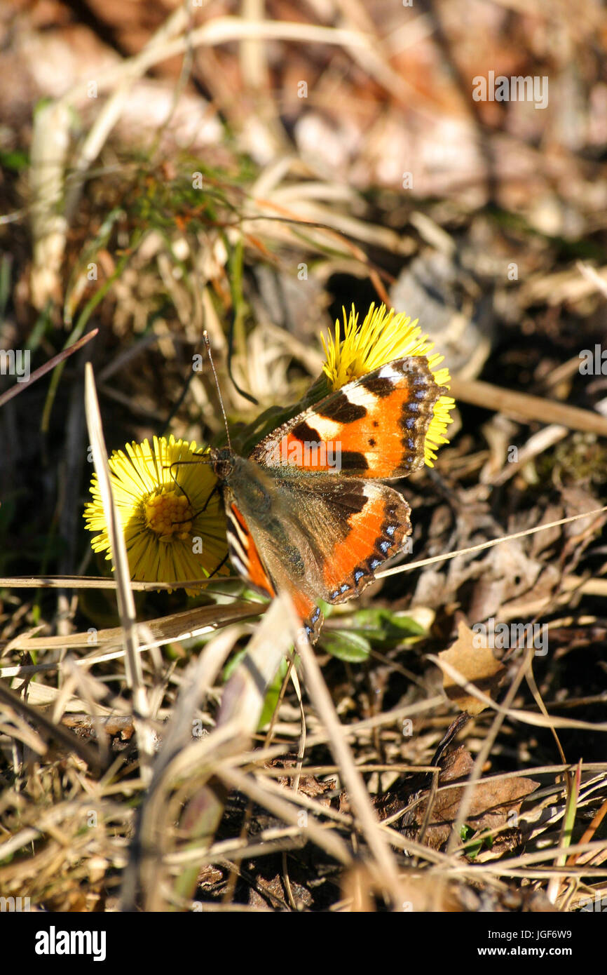 A beautiful colorful butterfly on a spring flower Stock Photo - Alamy
