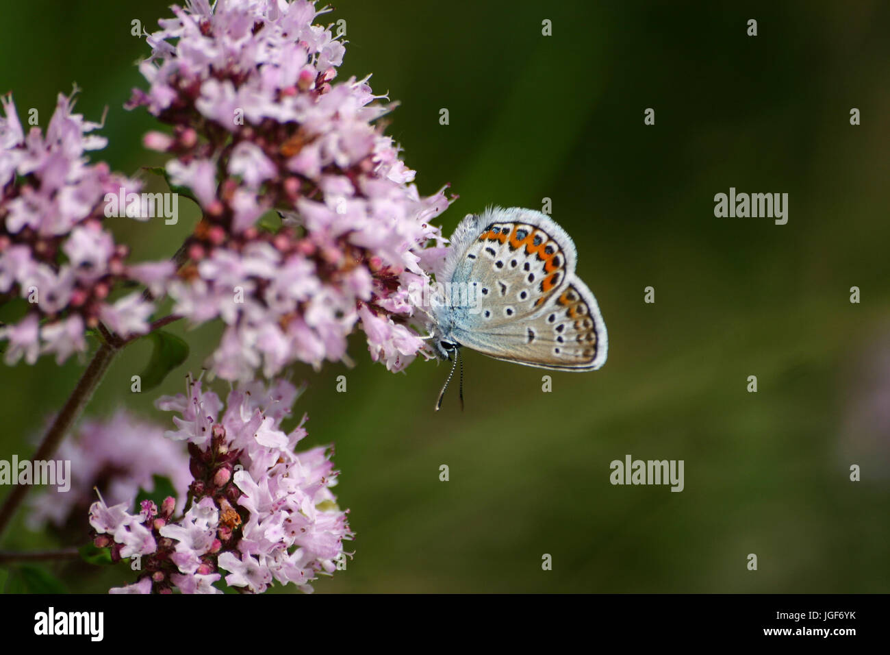 A beautiful blue butterfly on a flower Stock Photo - Alamy