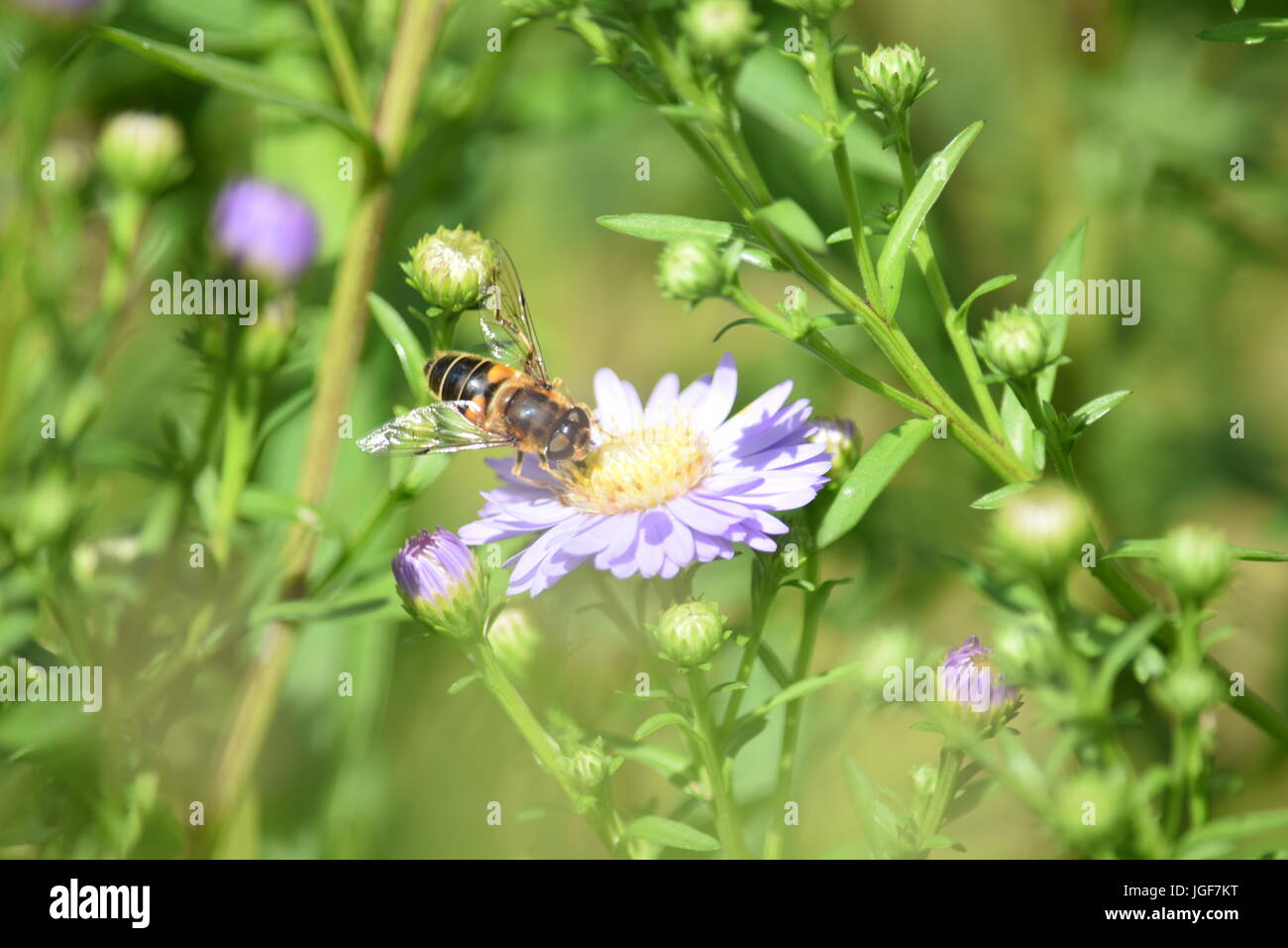 Bee pollinating daisy Stock Photo - Alamy