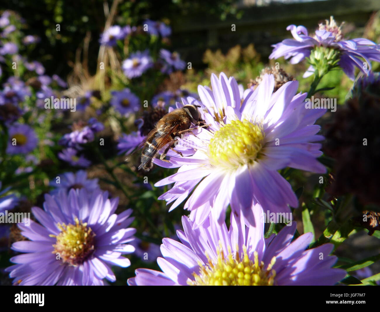 wasp on michaelmas daisy Stock Photo - Alamy