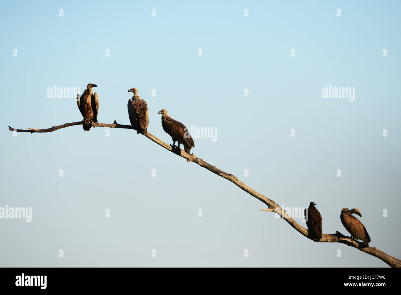 Volture High Resolution Stock Photography and Images - Alamy