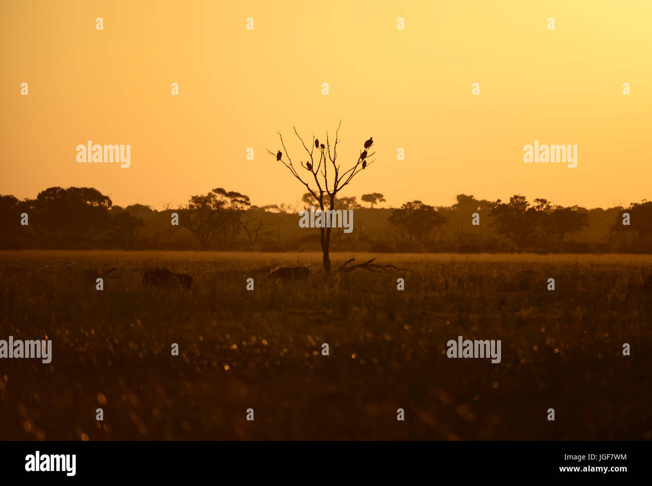 Volture High Resolution Stock Photography and Images - Alamy