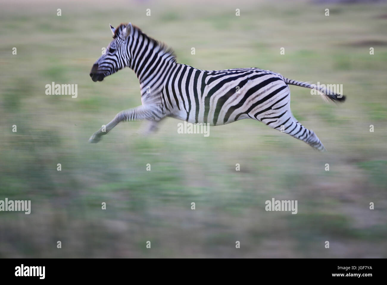 Zebra panning hi-res stock photography and images - Alamy