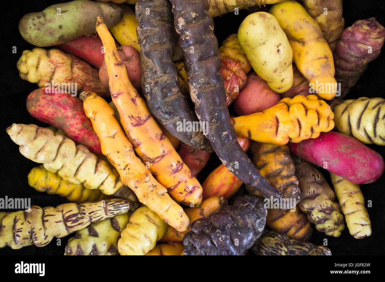 Peru potatoes not potato not bolivia hi-res stock photography and ...