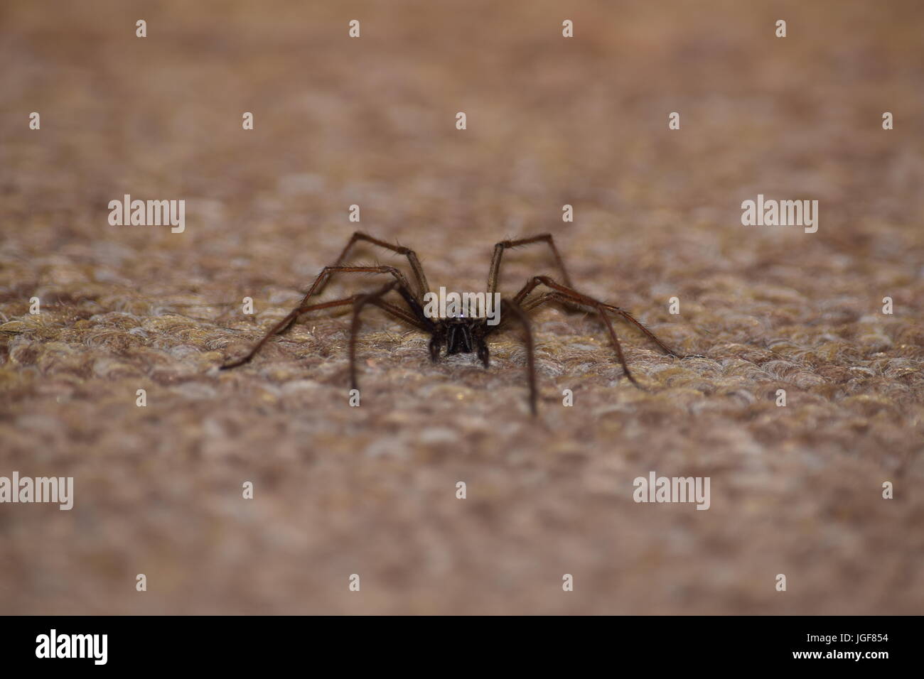 Hobo spider eratigena agrestis hi-res stock photography and images - Alamy
