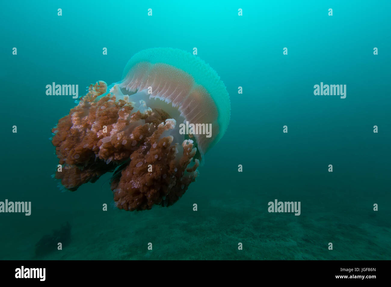 underwater picture of the big jelly fish in the deep of the sea Stock ...