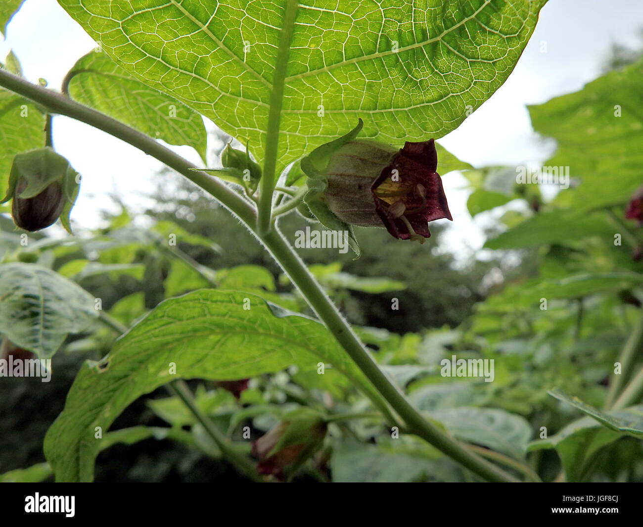Deadly Nightshade, belladonna blossom, (Atropa belladonna Stock Photo ...