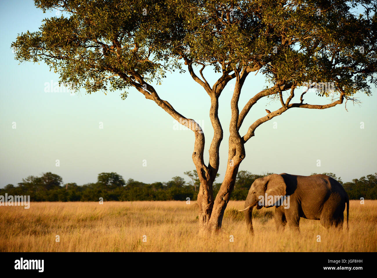 Elephant fangs hi-res stock photography and images - Alamy