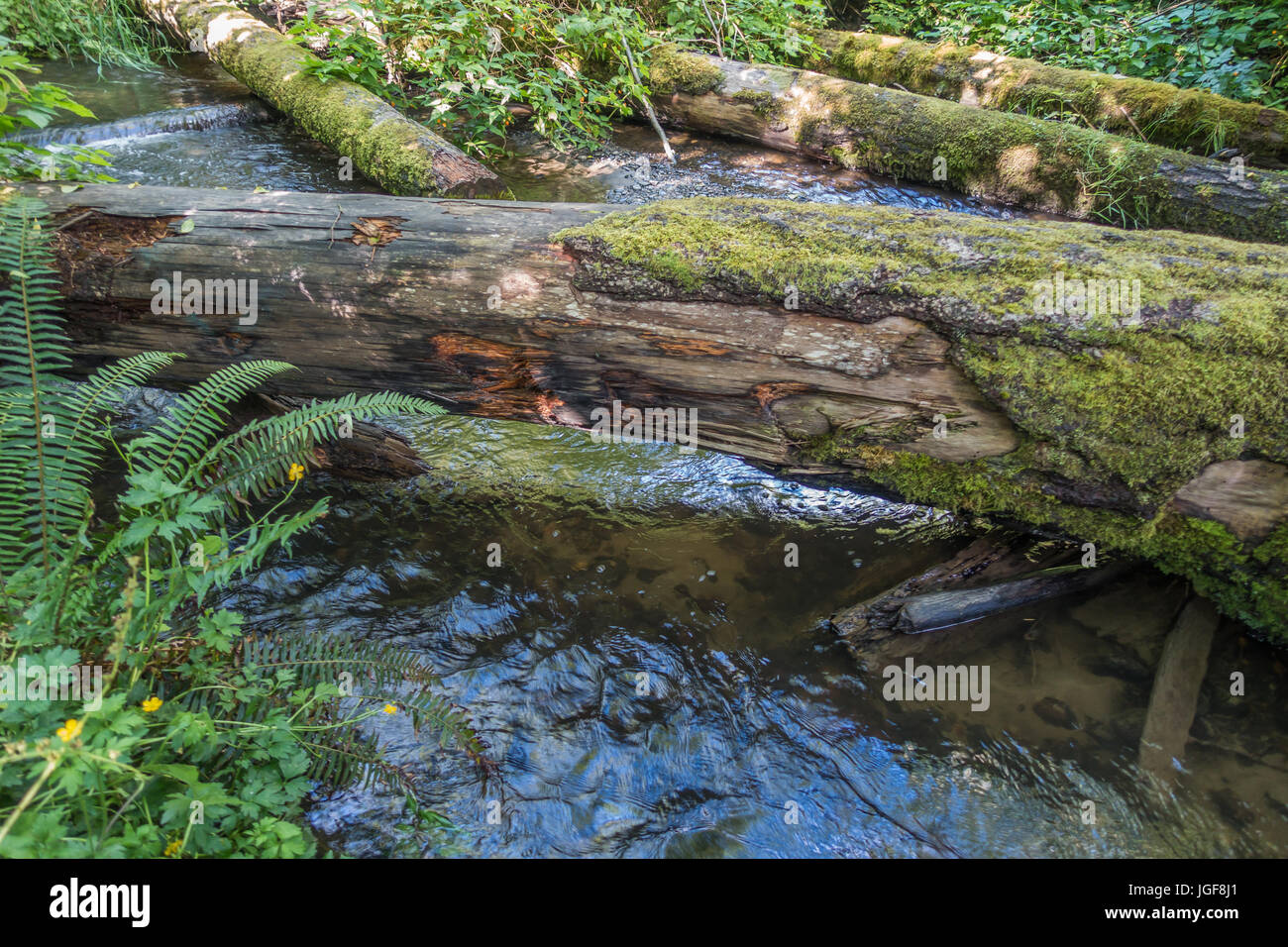 A view of decaying tree in a Pacific Northwest stream Stock Photo - Alamy