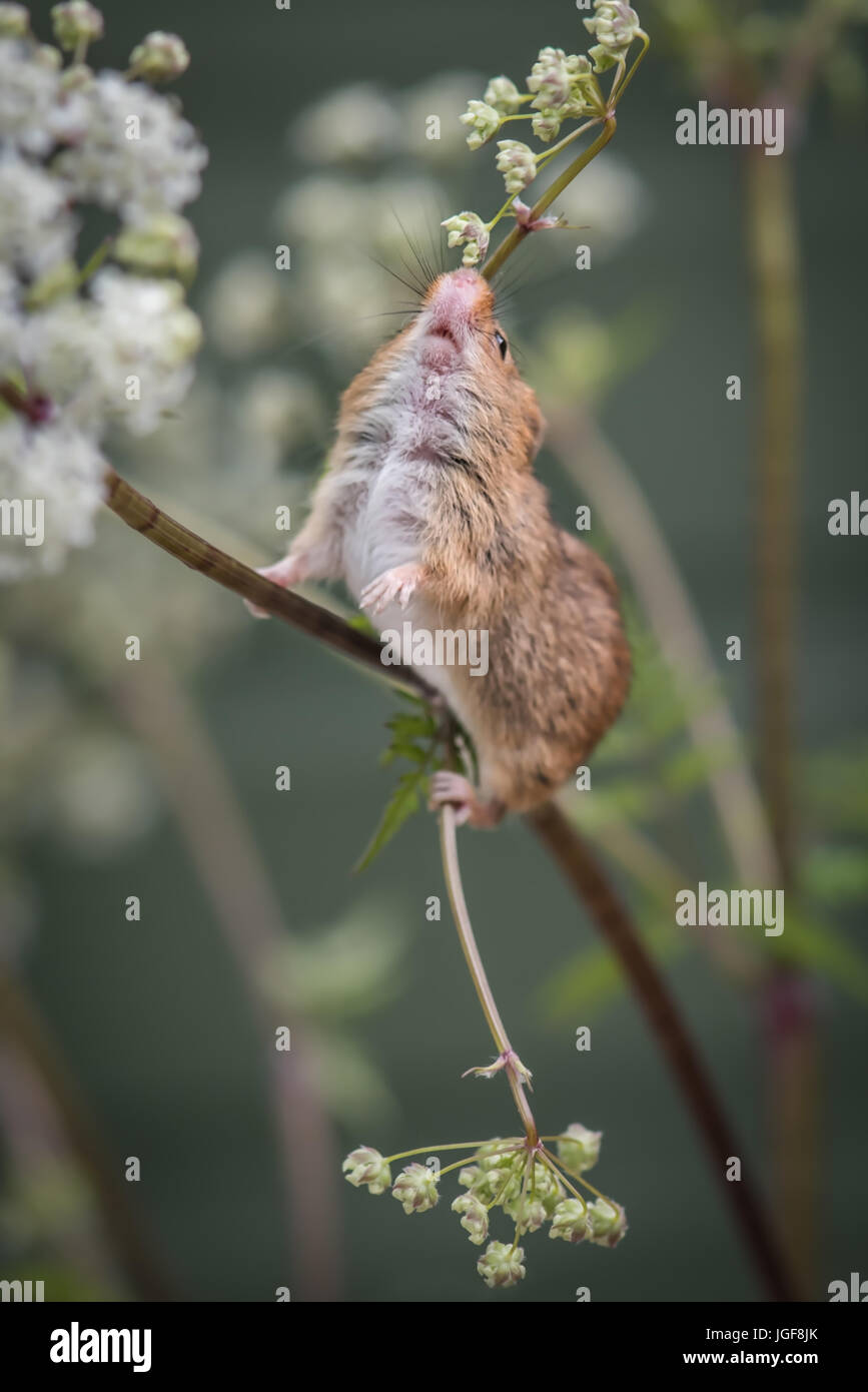 The underside of a harvest mouse balancing delicately on a stem of cow ...