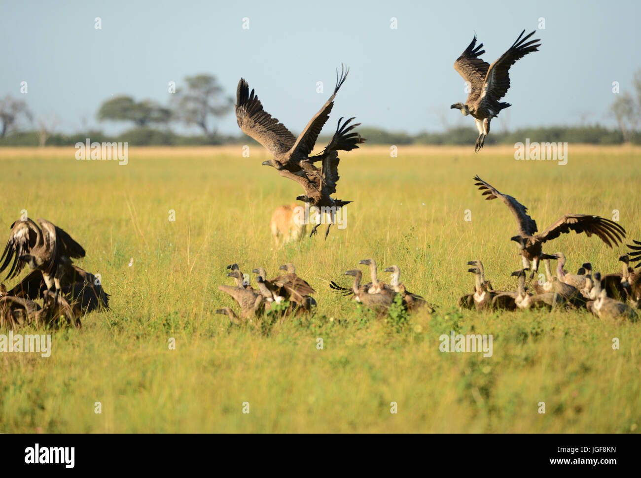 Volture High Resolution Stock Photography and Images - Alamy