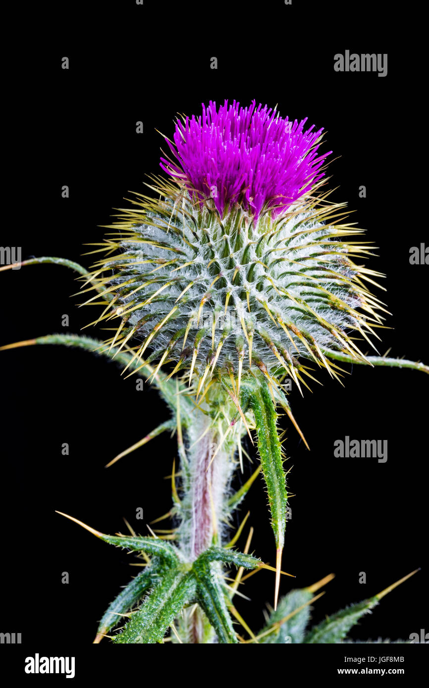 Macro photograph of a Thistle Stock Photo - Alamy