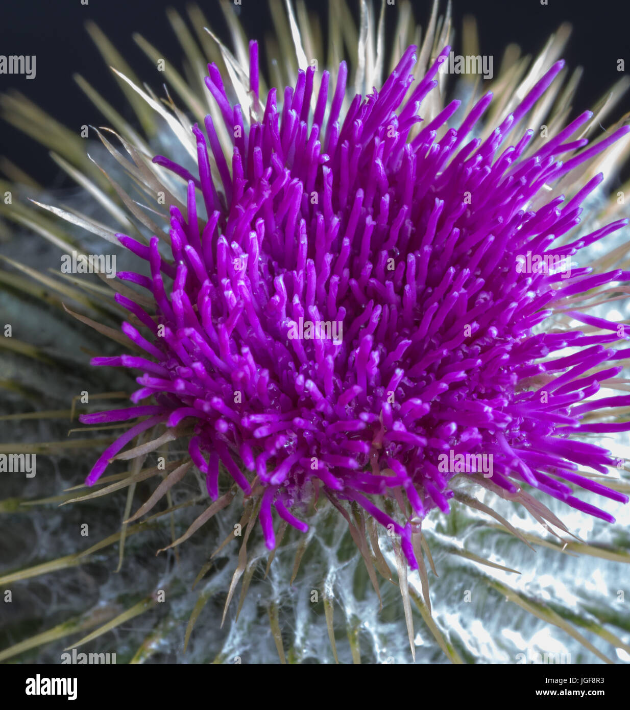Macro photograph of a Thistle Stock Photo - Alamy