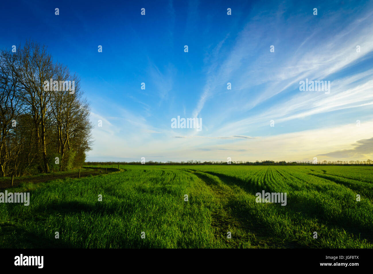 countryside landscape - green grain farm field in spring taken at ...