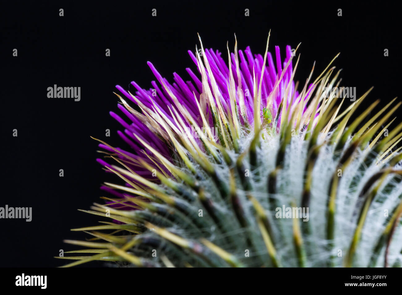 Macro photograph of a Thistle Stock Photo - Alamy