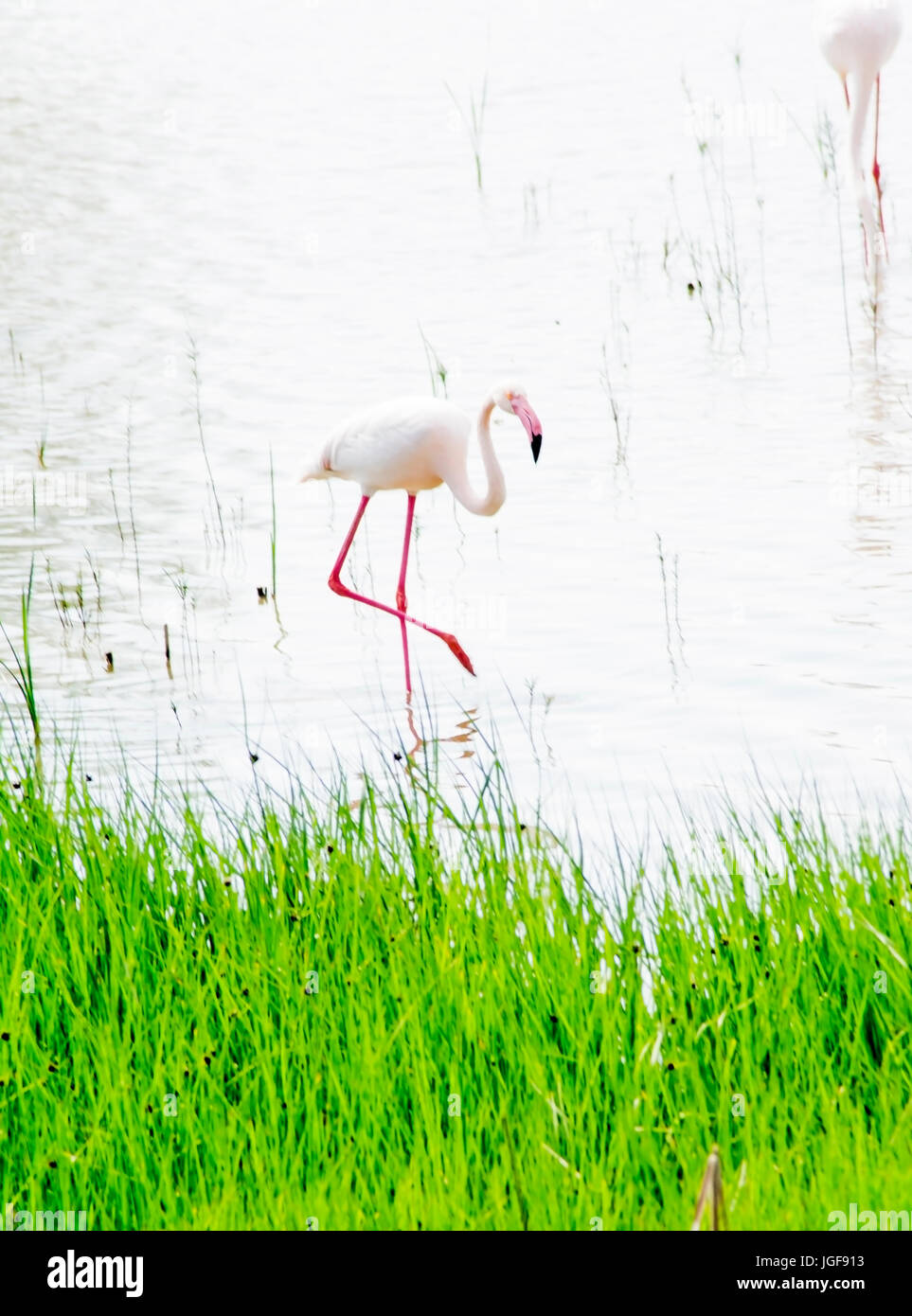 Beautiful landscape of a lagoon with flamingo birds Stock Photo - Alamy