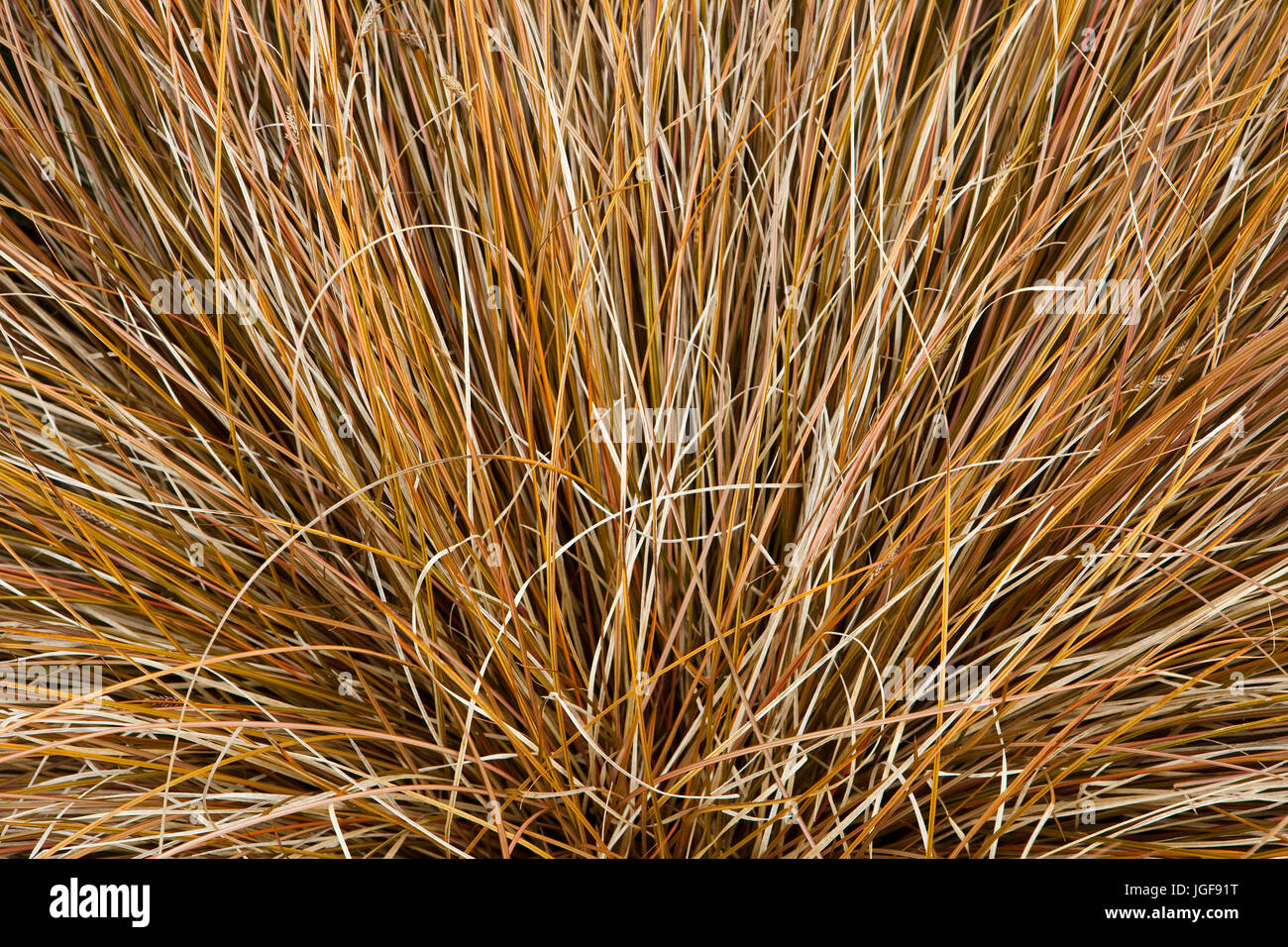 Colorful patterns and texture of dry grasses Stock Photo - Alamy
