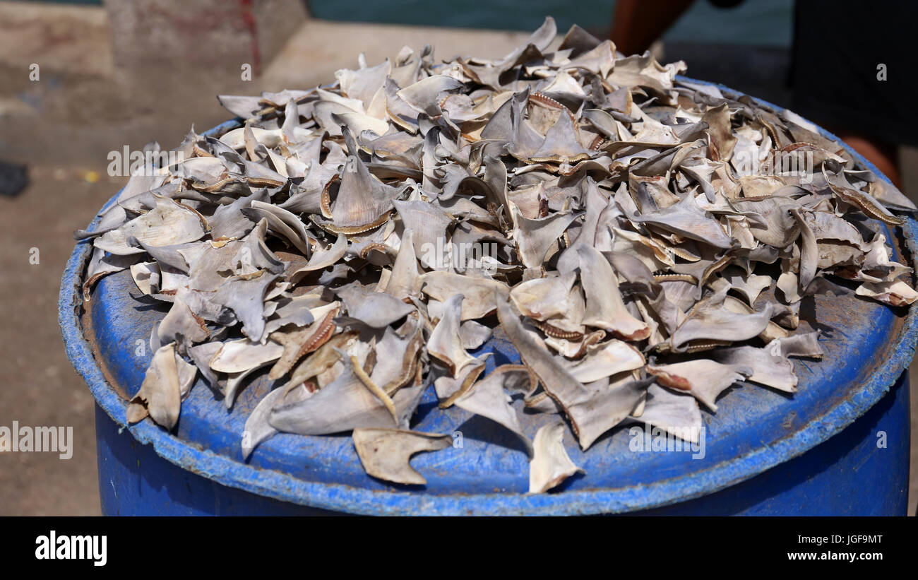 Shark fin china hi-res stock photography and images - Alamy