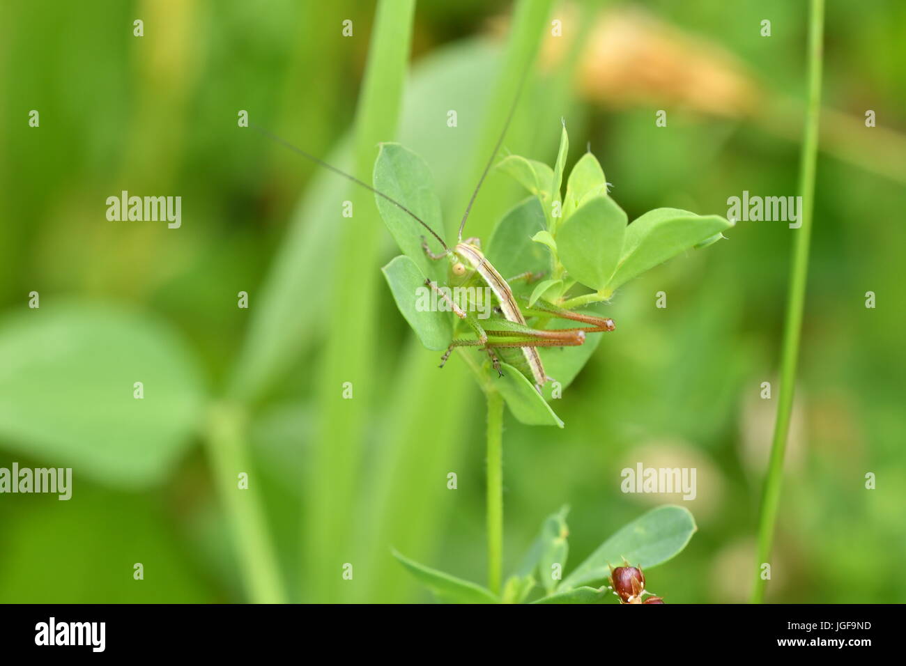 Grasshopper dragonfly grasshopper grasshoppers hi-res stock photography ...