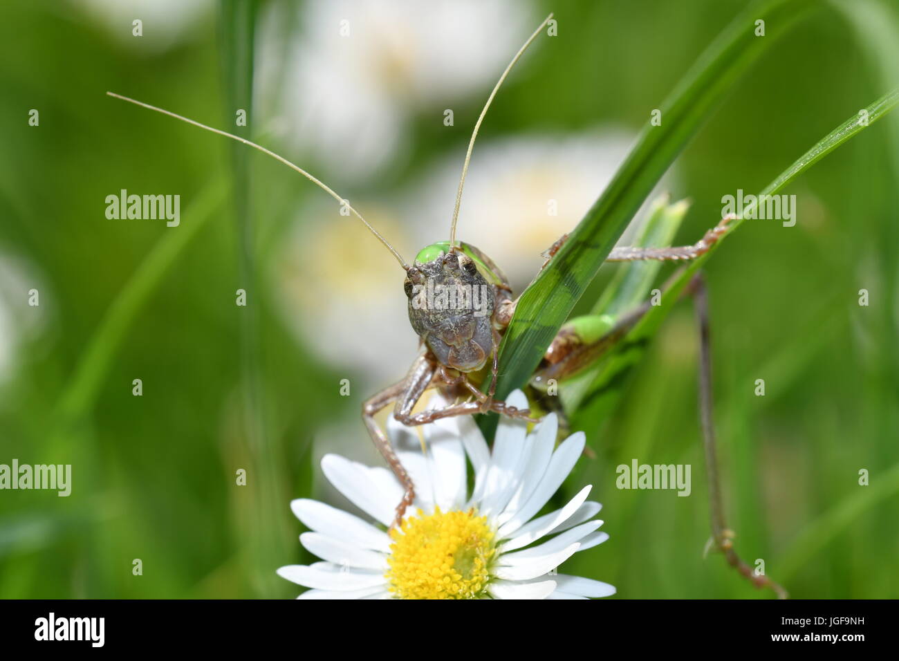 Grasshopper dragonfly grasshopper grasshoppers hi-res stock photography ...