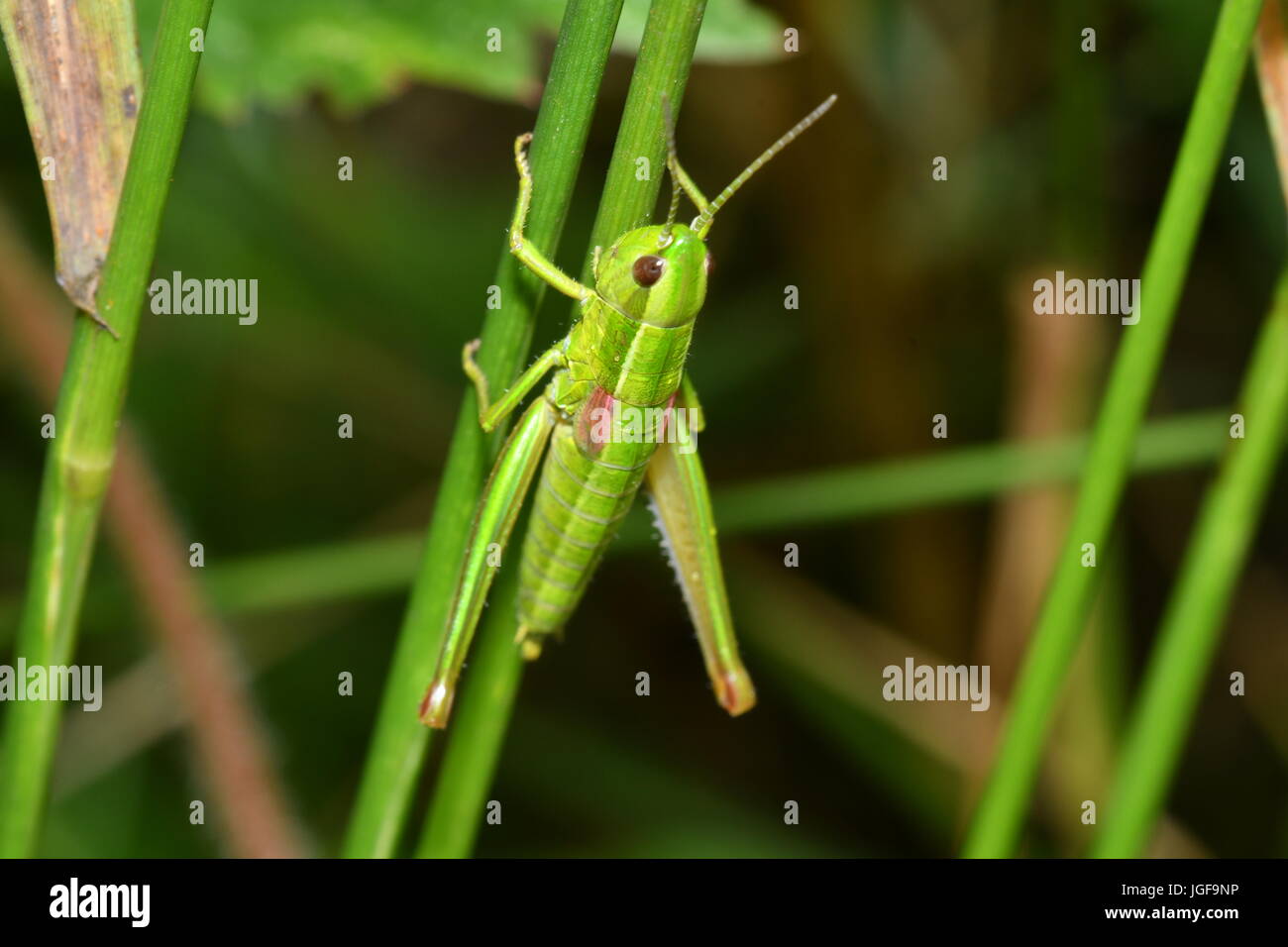 hidden green grasshoppers insects on the grass eating and hunting the ...